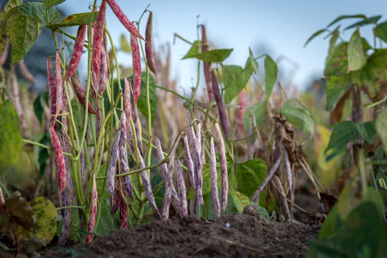 Gadra Dry Sugar Bean Seed - McDonalds Seeds