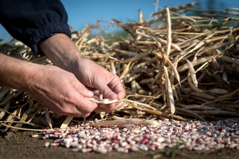 Gadra Dry Sugar Bean Seed - McDonalds Seeds