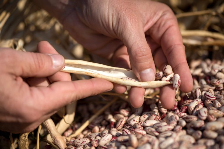 Gadra Dry Sugar Bean Seed - McDonalds Seeds