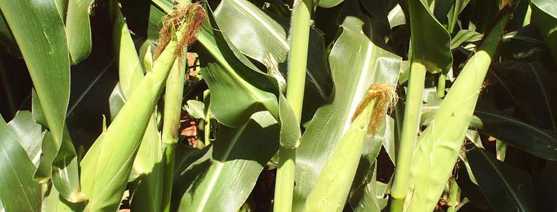 Mac-Medium - McDonalds Seeds