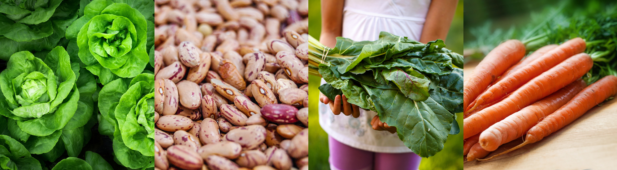 HeaderMain - McDonalds Seeds