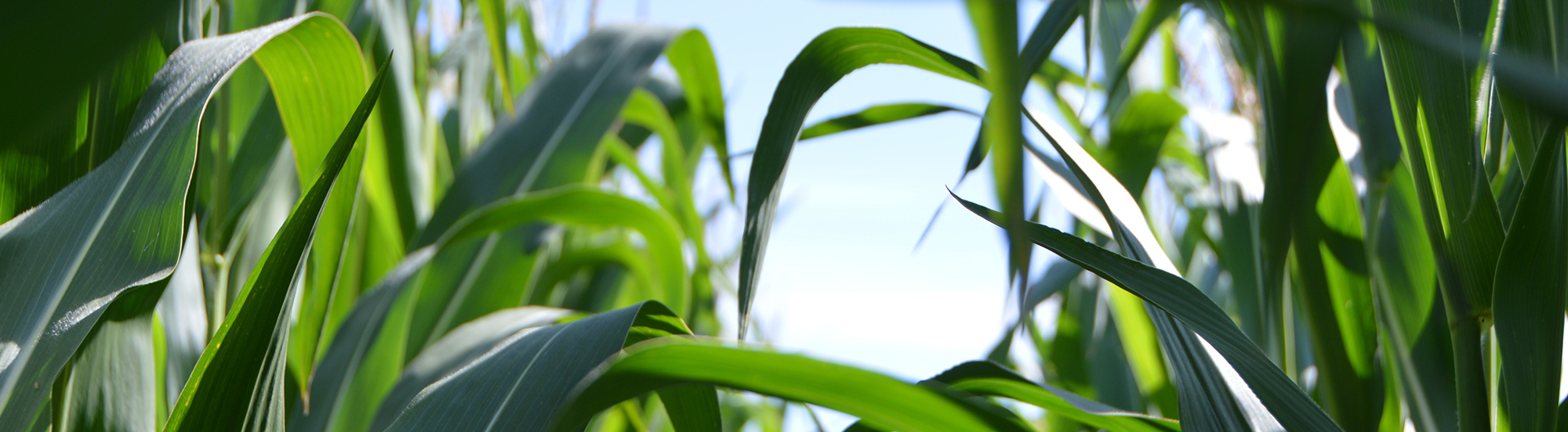 maize crop seed - McDonalds Seeds