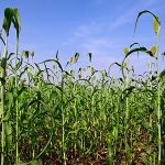 Pasture and Forage crop seed supplier - McDonalds Seeds