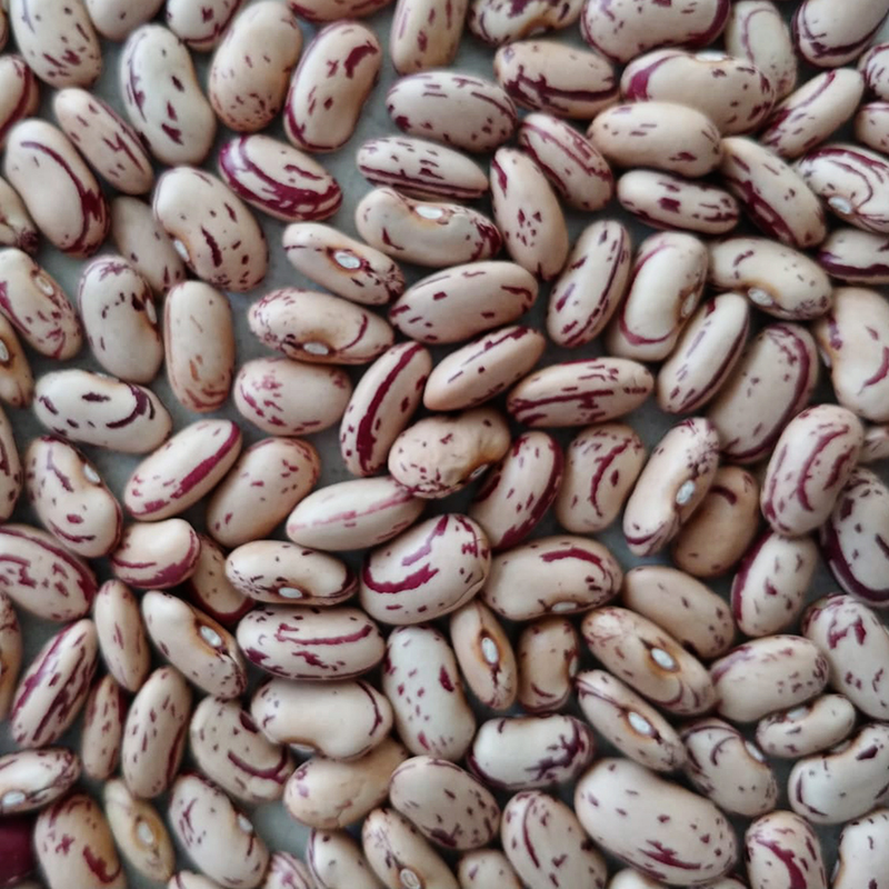 Mbomvu Dry Sugar Bean Seed - McDonalds Seeds