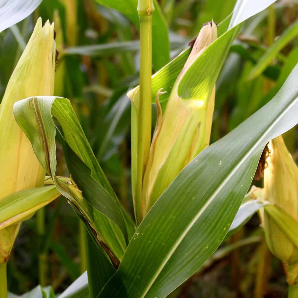 Colorado Yellow Maize Seed - McDonalds Seeds